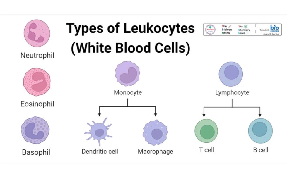 Leukosit dalam transfusi darah: kawan atau lawan?